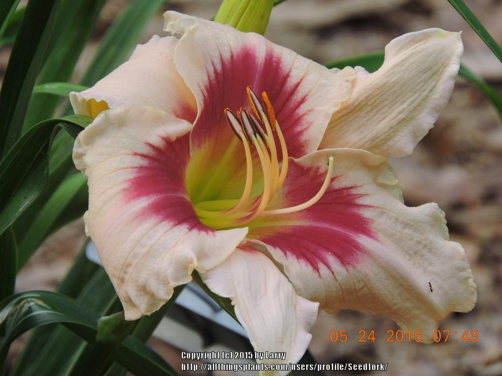 Daylily (Hemerocallis 'Bonnie Corley') in the Daylilies Database ...
