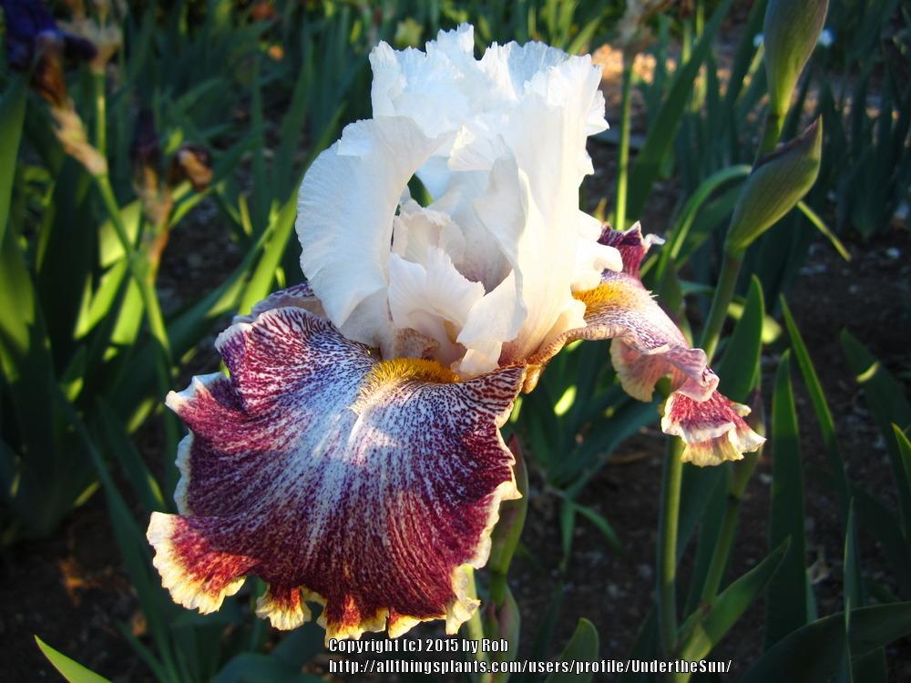 Photo of the bloom of Tall Bearded Iris (Iris 'Looky Loo') posted by ...