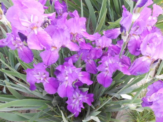 Photo of the entire plant of Tall Bearded Iris (Iris 'Caprice') posted ...