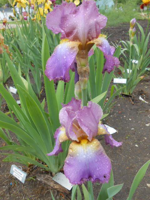 Tall Bearded Iris (Iris 'Crinkled Gem') in the Irises Database - Garden.org