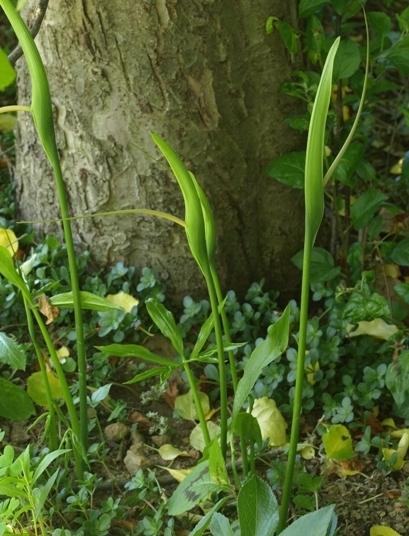 Photo of the bloom of Chinese Green Dragon (Pinellia pedatisecta ...