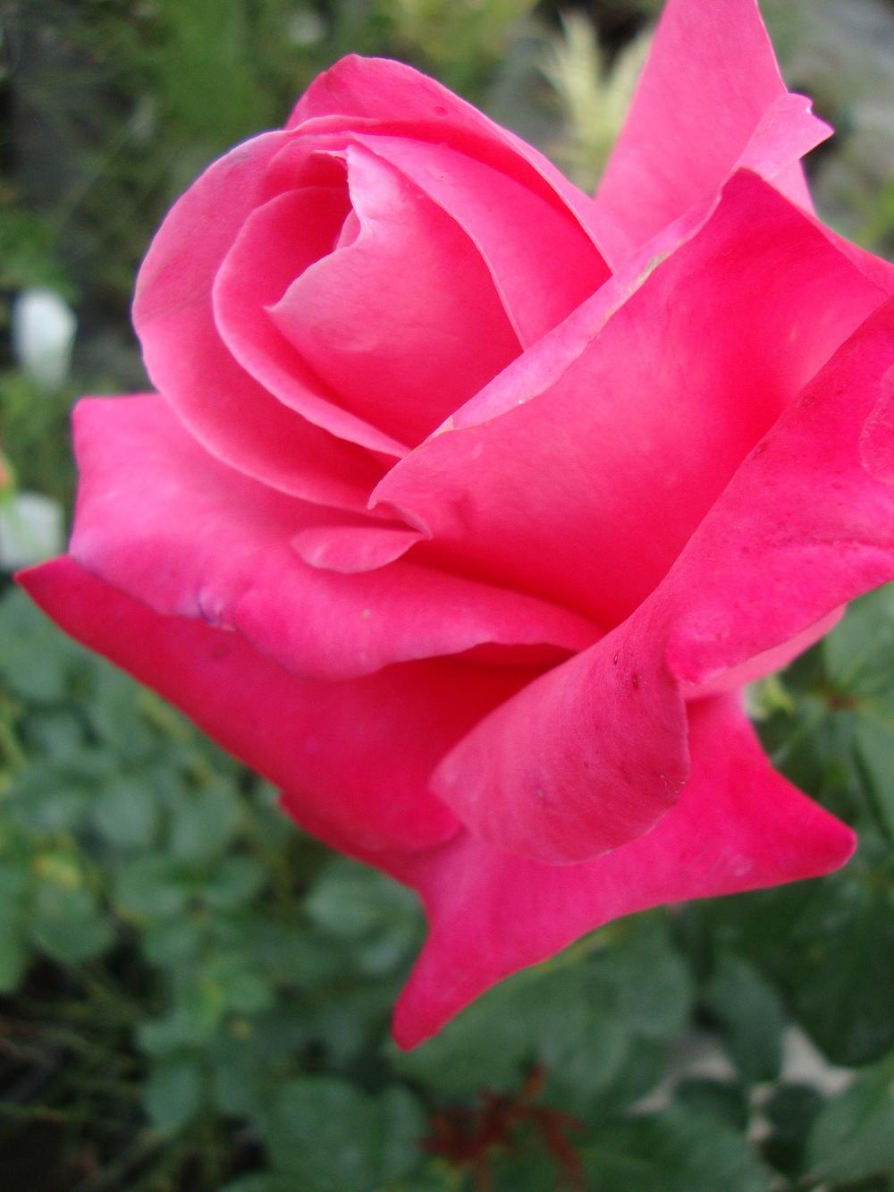 Photo of the bloom of Rose (Rosa 'Elizabeth Taylor') posted by Paul2032 ...