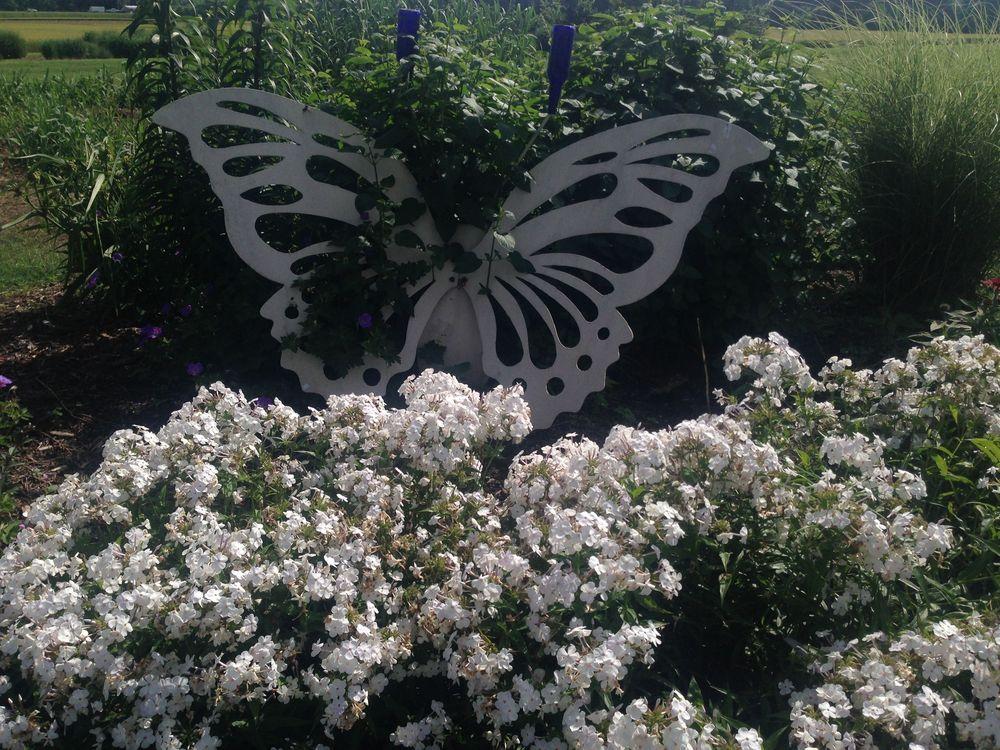 Phlox 'Minnie Pearl' in the Phloxes Database - Garden.org