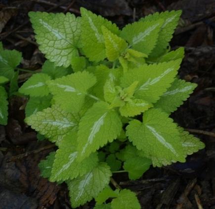 Dead Nettle (Lamium maculatum 'Lemon Frost') in the Dead Nettles ...