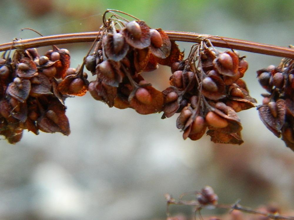 Curly Dock Seed