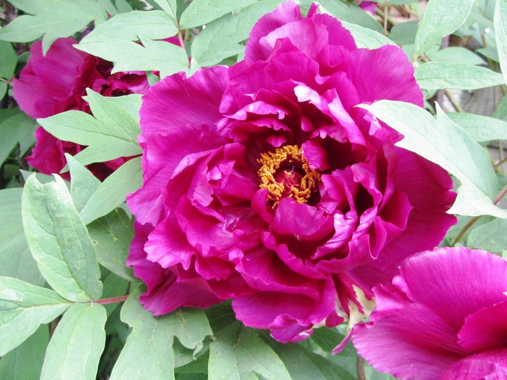 Photo of the bloom of Japanese Tree Peony (Paeonia x suffruticosa ...