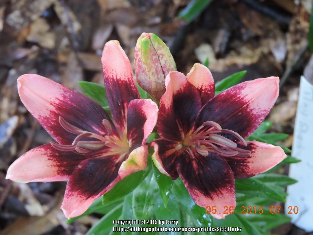 Photo of the bloom of Lily (Lilium Lily Looks™ Tiny Shadow) posted by Seedfork - Garden.org