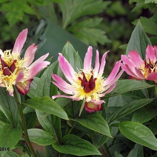 Peony (Paeonia lactiflora 'Daisy Coronet') in the Peonies Database ...