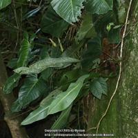 Photo of the leaves of Philodendron (Philodendron crassinervium) posted ...