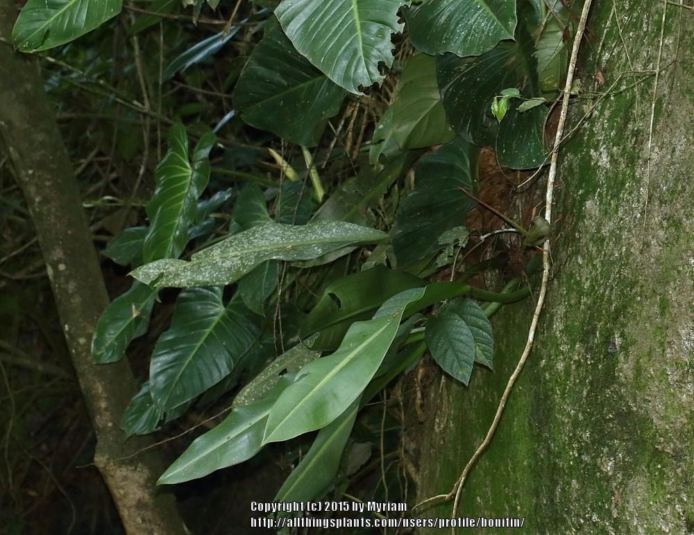 Photo of the leaves of Philodendron (Philodendron crassinervium) posted ...