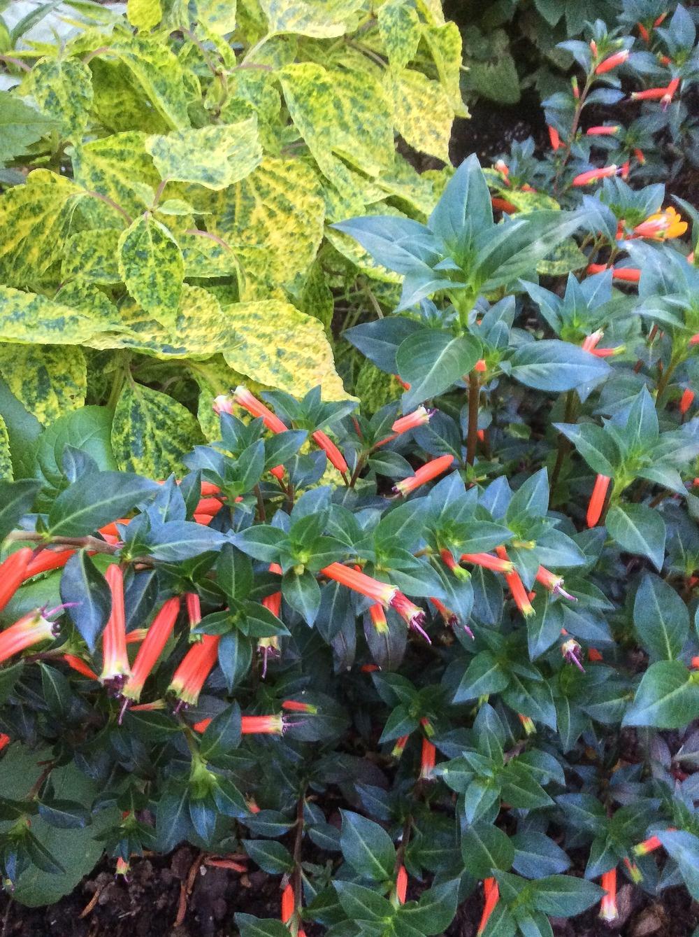 Photo of the bloom of Large Firecracker Plant (Cuphea Vermillionaire ...