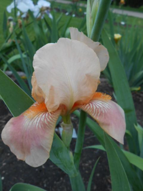 Photo of the bloom of Tall Bearded Iris (Iris 'Pink Lace') posted by ...