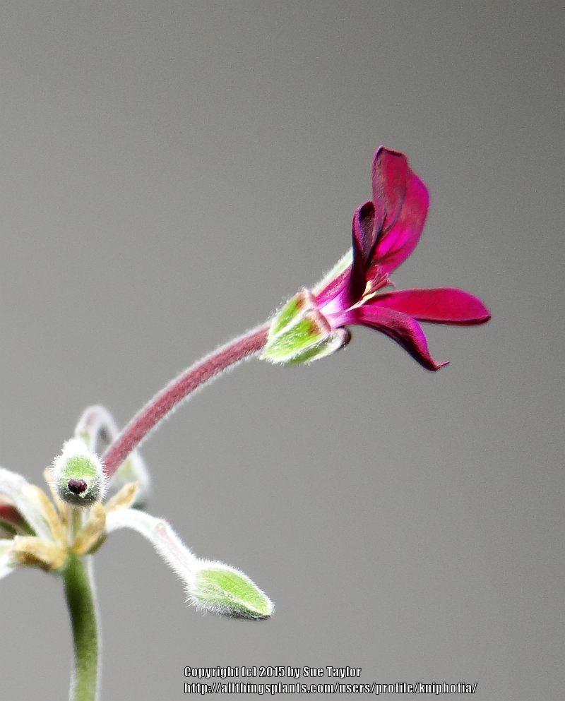 Photo of the bloom of South African Geranium (Pelargonium sidoides ...