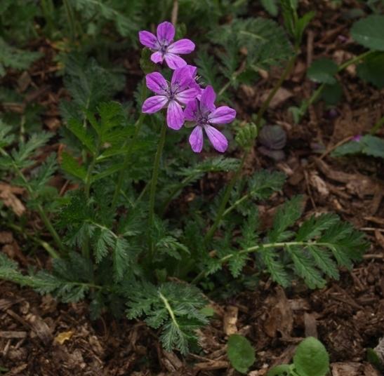 Photo of the entire plant of Manescau Erodium (Erodium manescavii ...