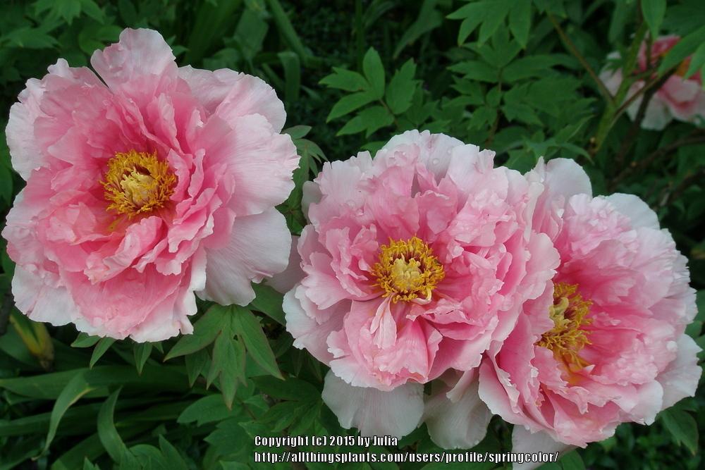 Photo of the bloom of Japanese Tree Peony (Paeonia 'Yaezakura') posted ...