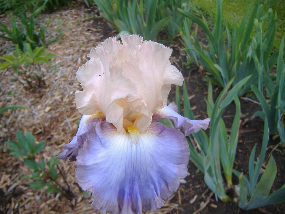 Tall Bearded Iris (Iris 'Soft Side') in the Irises Database - Garden.org