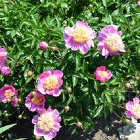 Photo of the bloom of Peony (Paeonia lactiflora 'Doreen') posted by ...
