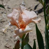 Photo of the bloom of Tall Bearded Iris (Iris 'Salmonette') posted by ...