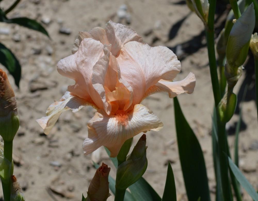 Photo of the bloom of Tall Bearded Iris (Iris 'Salmonette') posted by ...