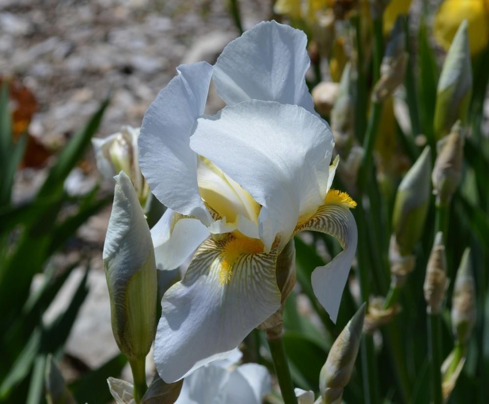 Photo of the bloom of Tall Bearded Iris (Iris 'Snow Velvet') posted by ...