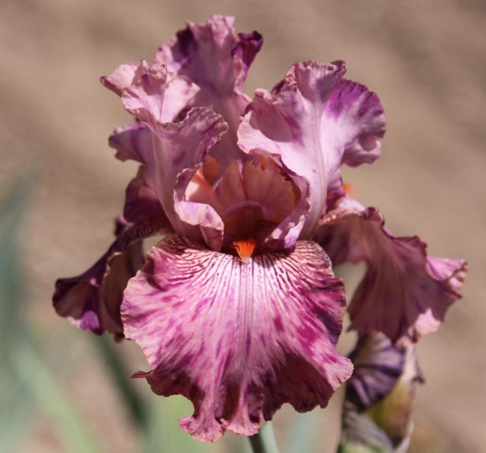 Tall Bearded Iris (Iris 'Nigerian Raspberry') in the Irises Database ...