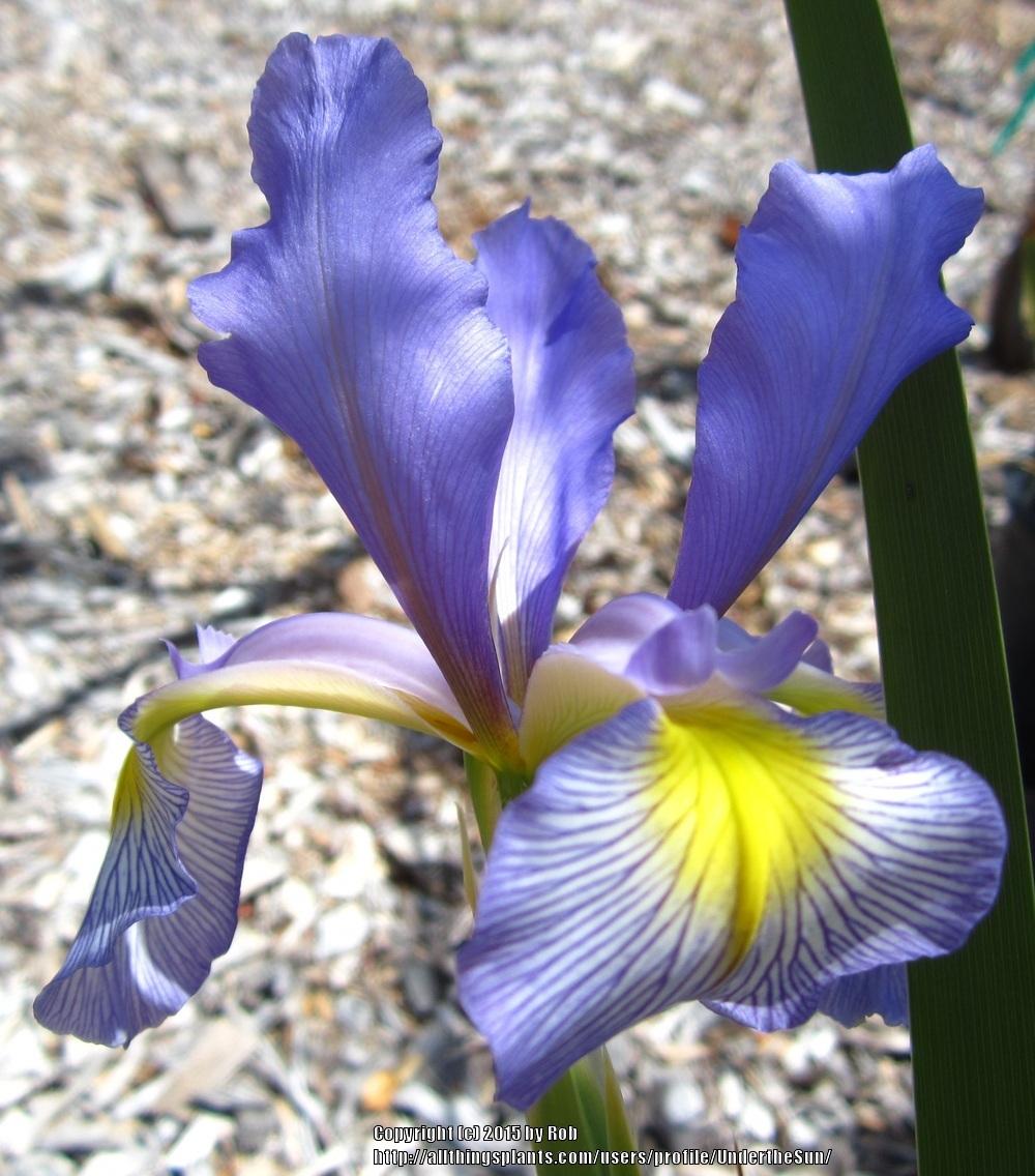 Spuria Iris (Iris 'Blue Spiderweb') in the Irises Database - Garden.org