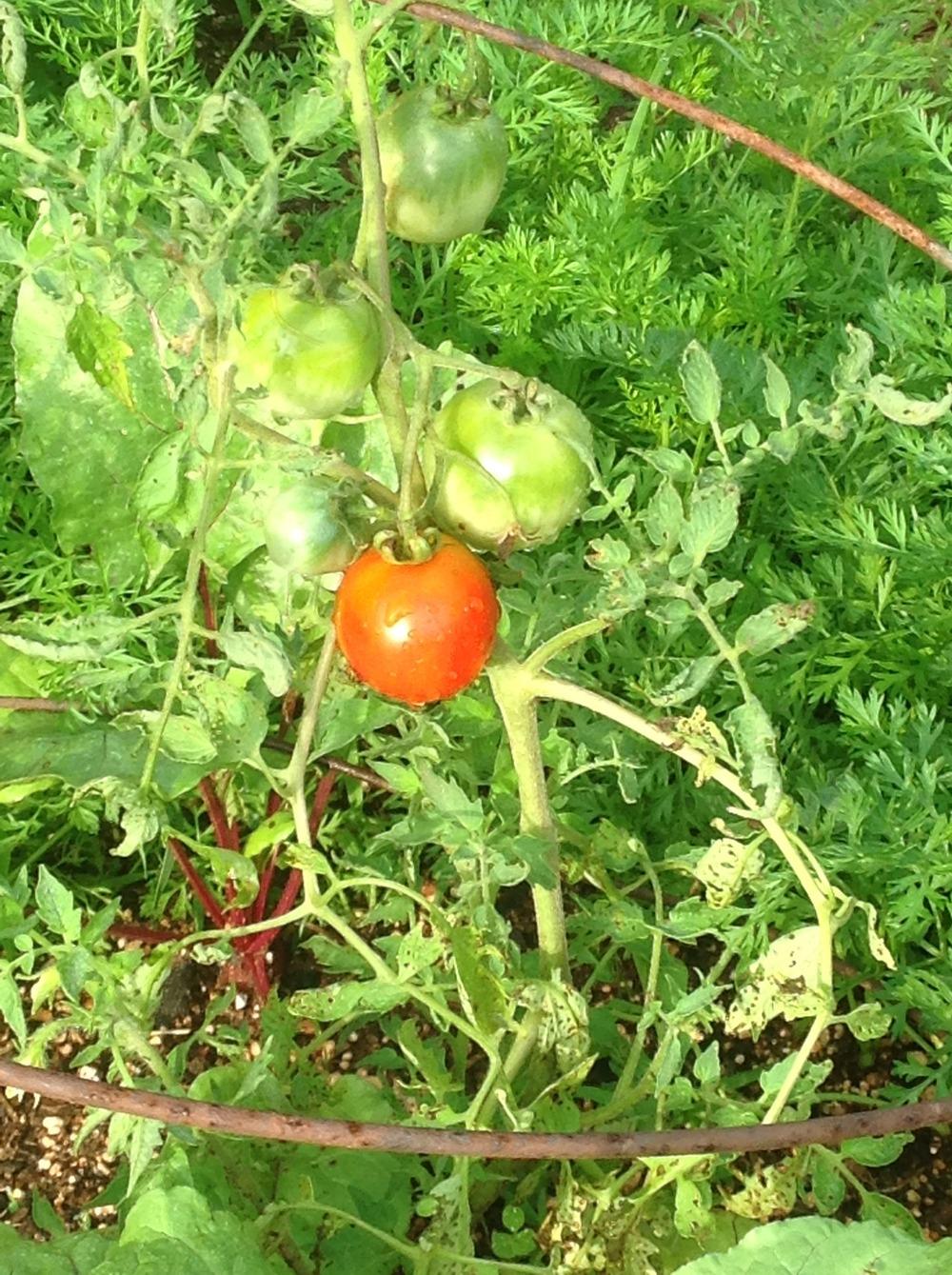 Tomato (Solanum lycopersicum 'Jagodka') in the Tomatoes Database ...