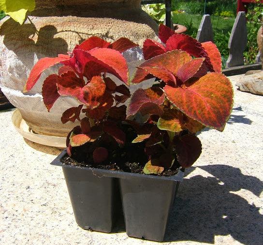 Coleus (Coleus scutellarioides 'Sunset') in the Coleus Database ...