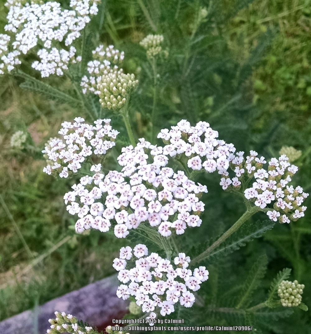 Photo of the bloom of Pink Yarrow (Achillea millefolium 'Island Pink ...