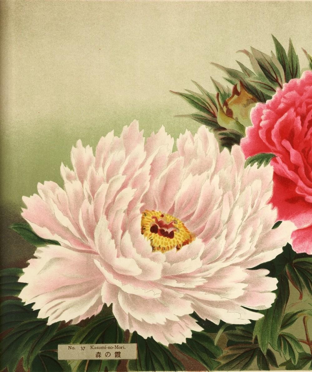 Japanese Tree Peony (Paeonia x suffruticosa 'Kasumino-mori') in the ...