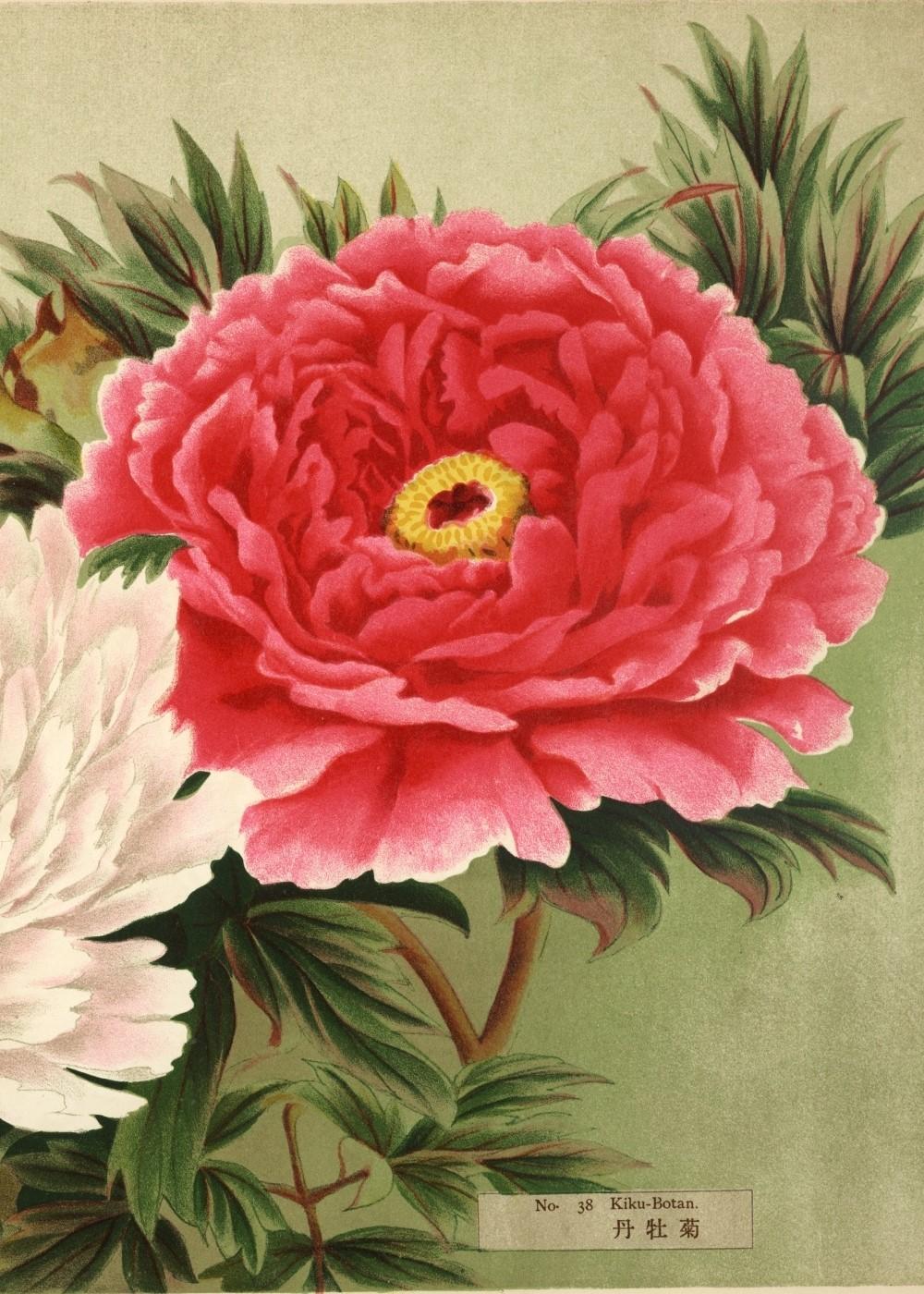 Japanese Tree Peony (Paeonia x suffruticosa 'Kiku-botan') in the ...