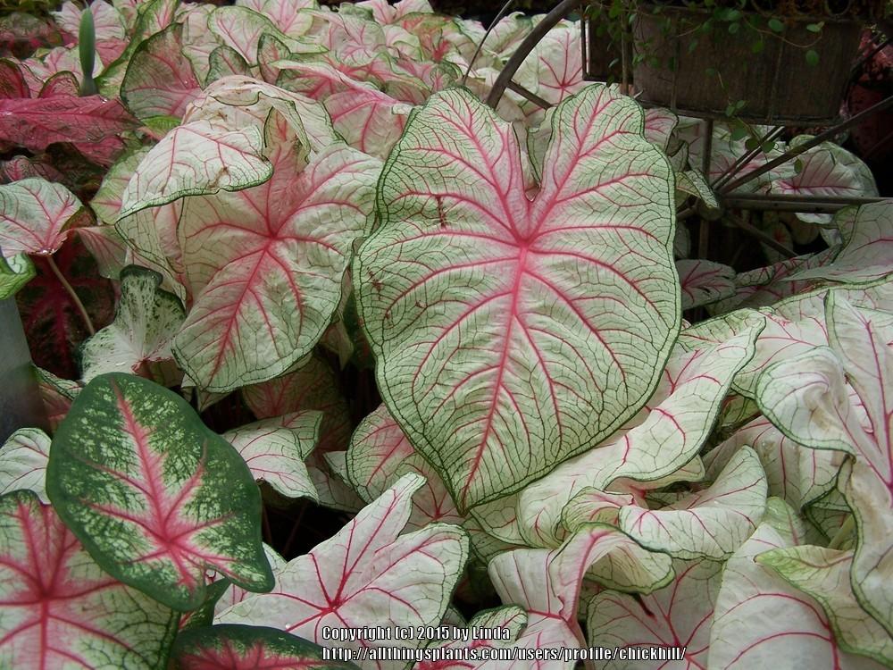 Photo of the leaves of Fancy-leaf Caladium (Caladium 'Summer Breeze ...