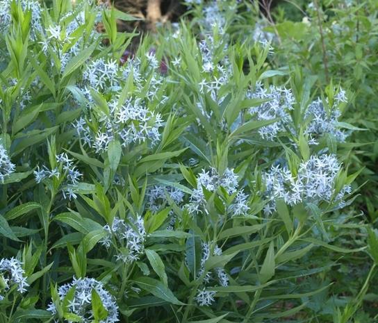 Photo of the entire plant of Shining Blue Star (Amsonia illustris ...