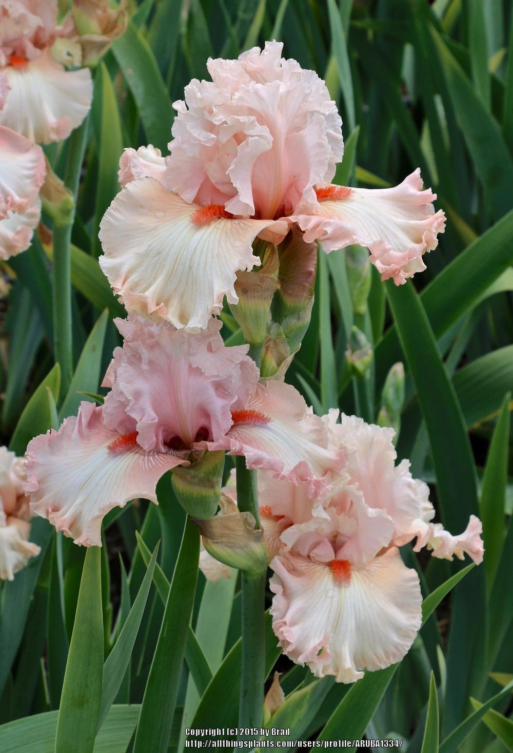 Photo of the bloom of Tall Bearded Iris (Iris 'Double Platinum') posted by ARUBA1334 - Garden.org