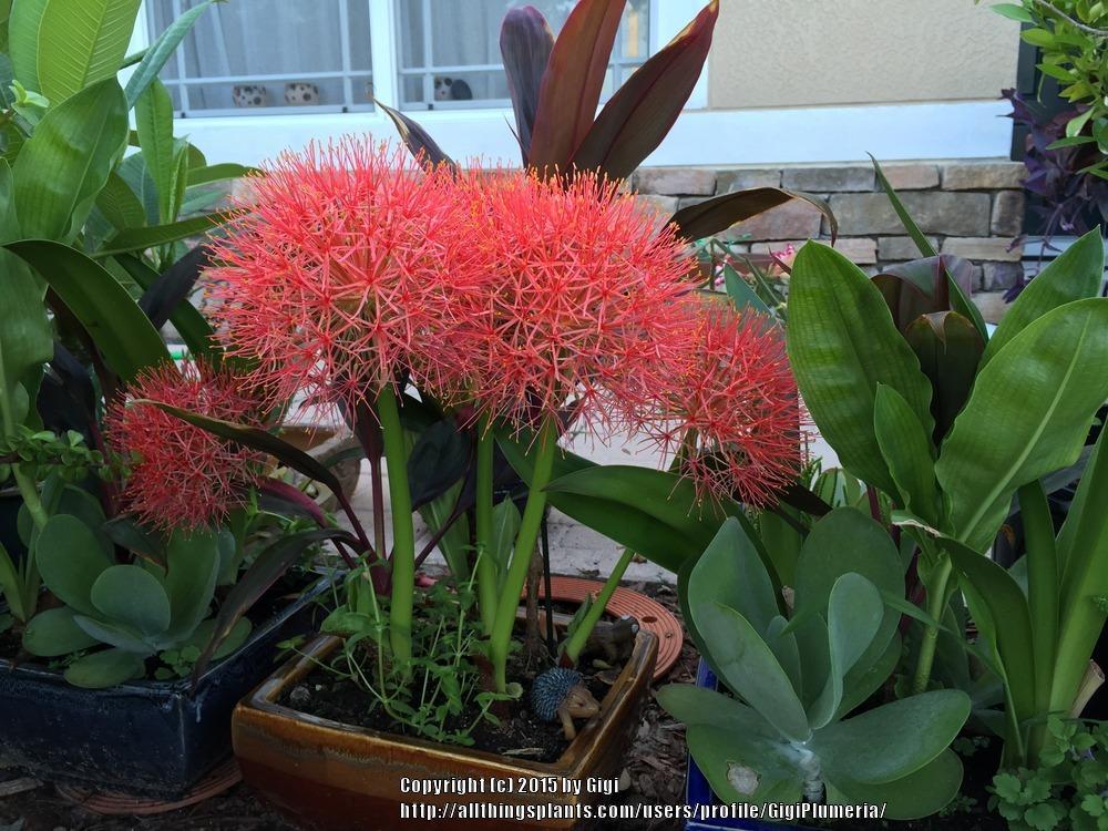 Photo of the entire plant of African Blood Lily (Scadoxus multiflorus ...
