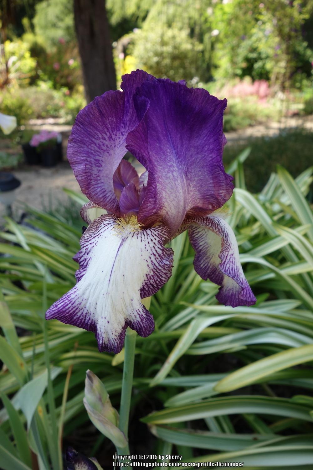 Photo of the bloom of Tall Bearded Iris (Iris 'Minnie Colquitt') posted by Henhouse - Garden.org