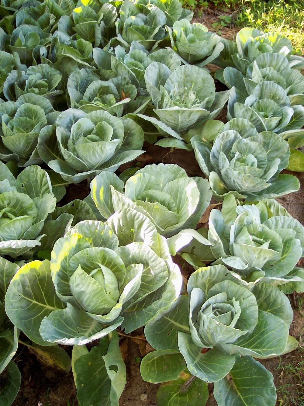 Cabbage (Brassica oleracea var. capitata 'Gregorian') in the Brassicas ...