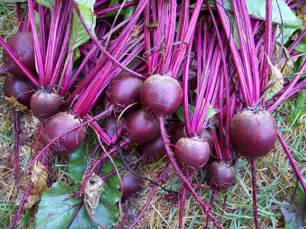 Beets: Plant Care and Collection of Varieties - Garden.org