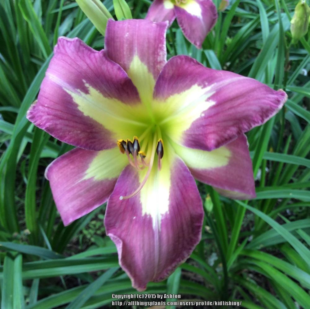 Photo of the bloom of Daylily (Hemerocallis 'Aerial Applique') posted ...