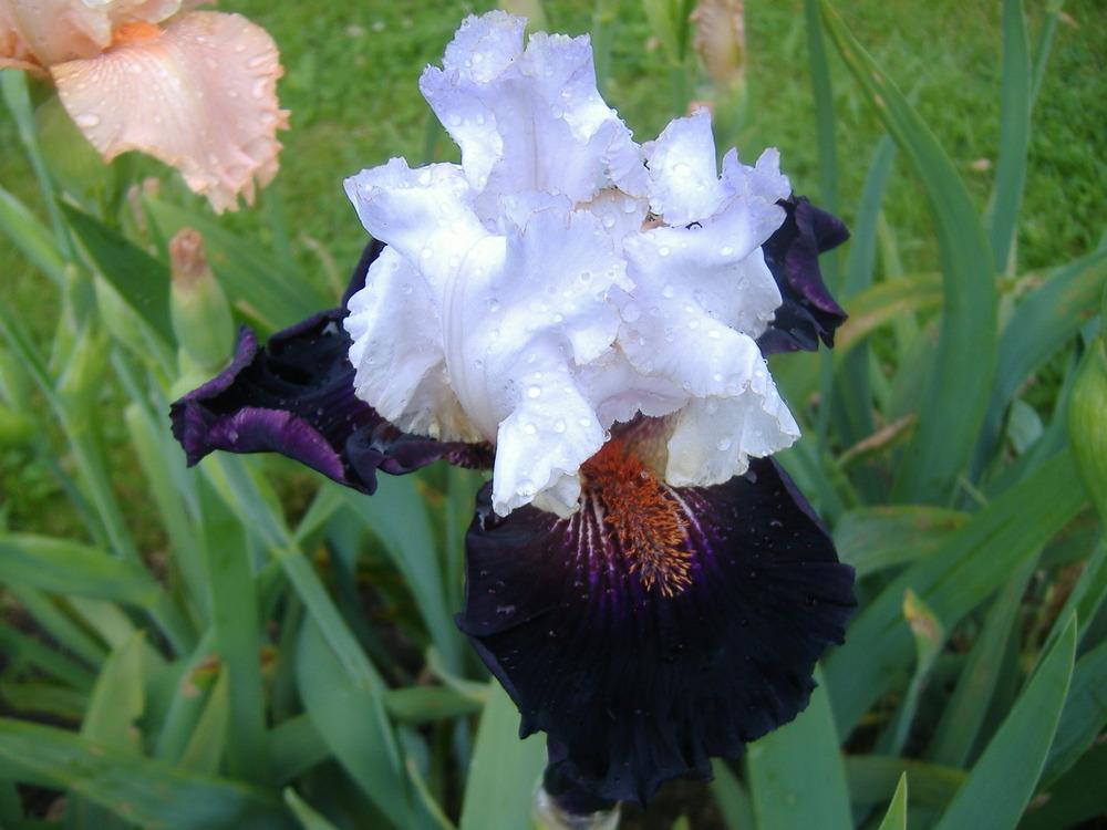 And the winner is??? in the Irises forum - Garden.org