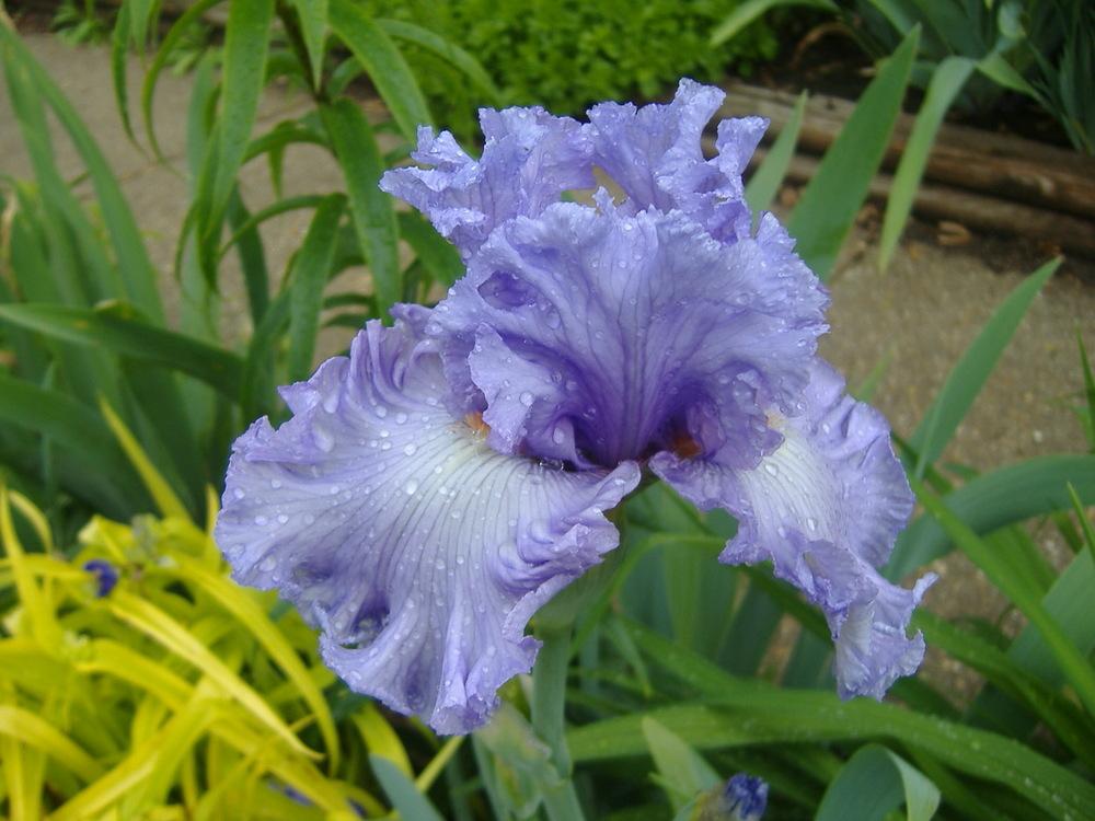 Photo of the bloom of Tall Bearded Iris (Iris 'Soul Mate') posted by ...