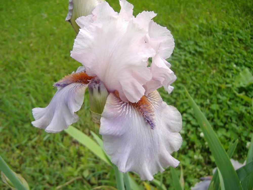 And the winner is??? in the Irises forum - Garden.org