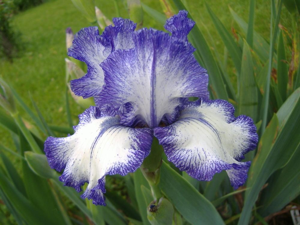 And the winner is??? in the Irises forum - Garden.org