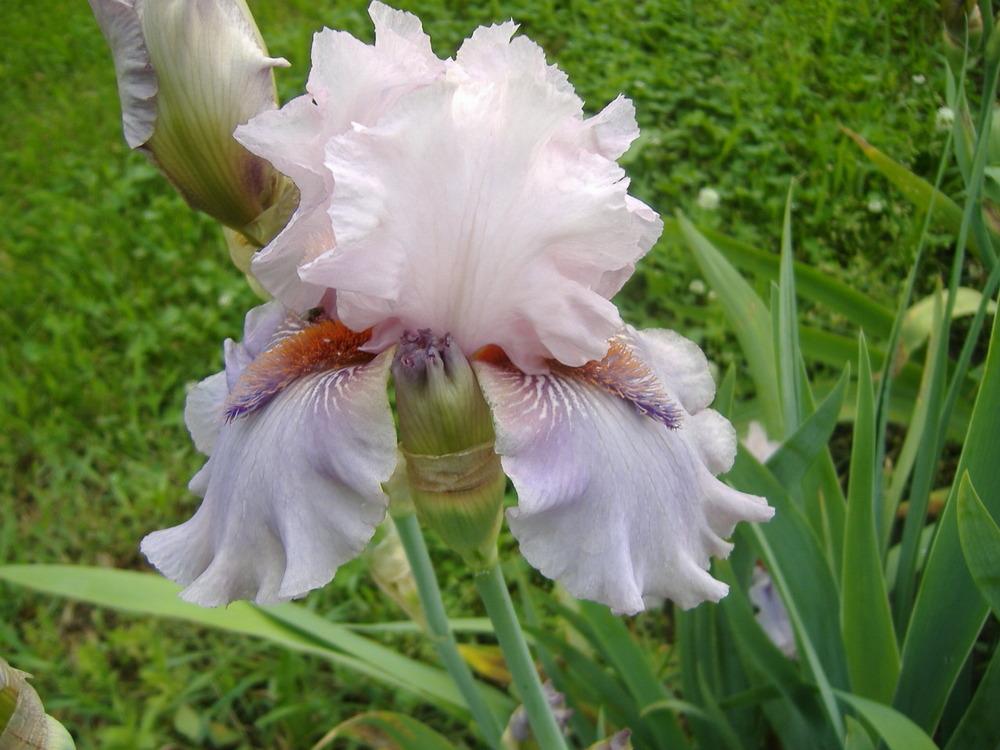 And the winner is??? in the Irises forum - Garden.org