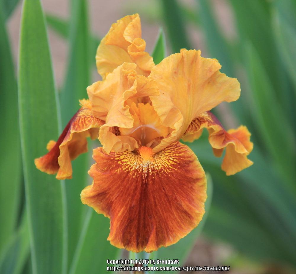 Border Bearded Iris (Iris 'Rustler's Rhapsody') in the Irises Database ...
