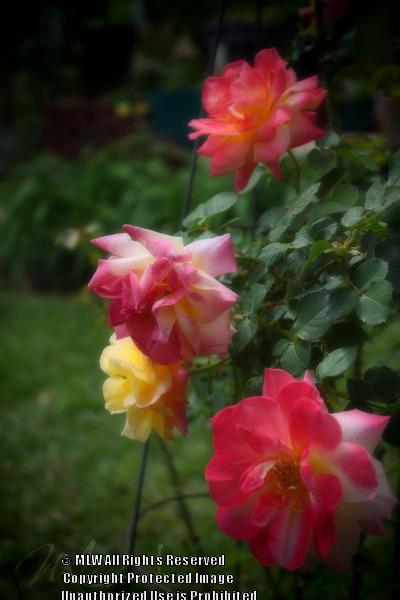 Photo of the bloom of Rose (Rosa 'Joseph's Coat') posted by GoatDriver ...