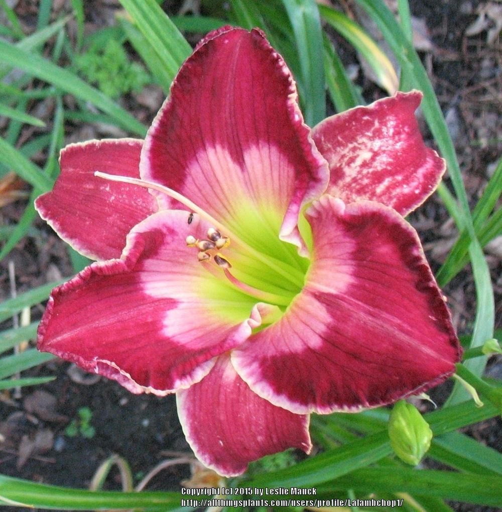 Photo of the bloom of Daylily (Hemerocallis 'Raspberry Flambe') posted ...