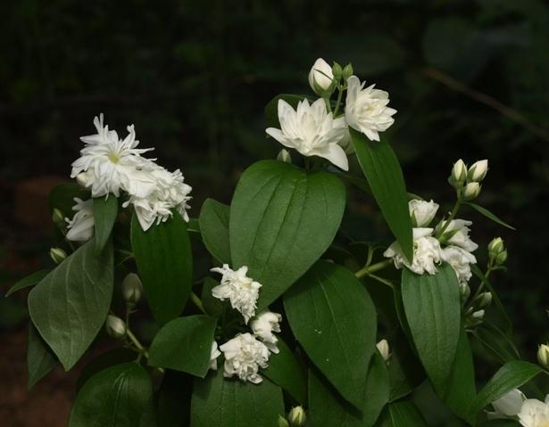 Mockorange (Philadelphus x virginalis 'Miniature Snowflake') in the ...