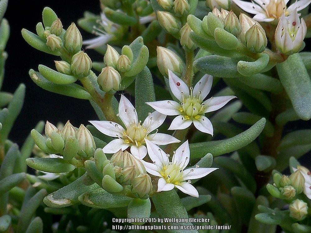 Sedums: Plant Care and Collection of Varieties - Garden.org