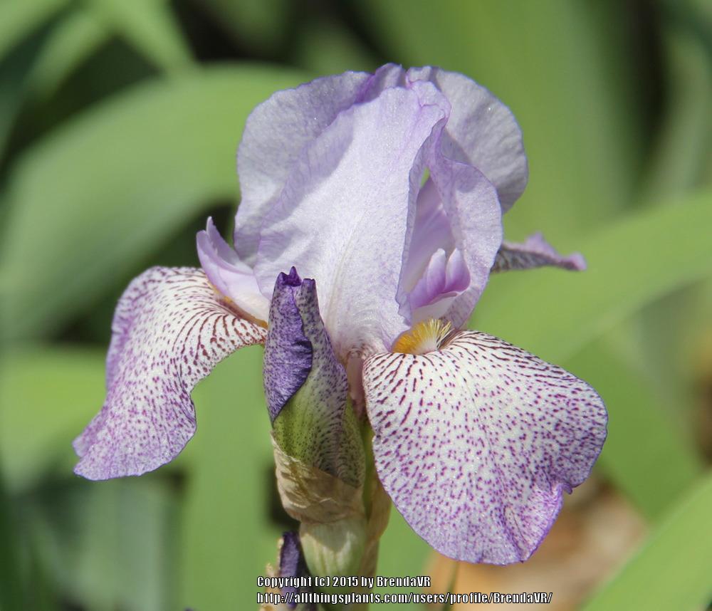Photo of the bloom of Miniature Tall Bearded Iris (Iris 'Speckled ...